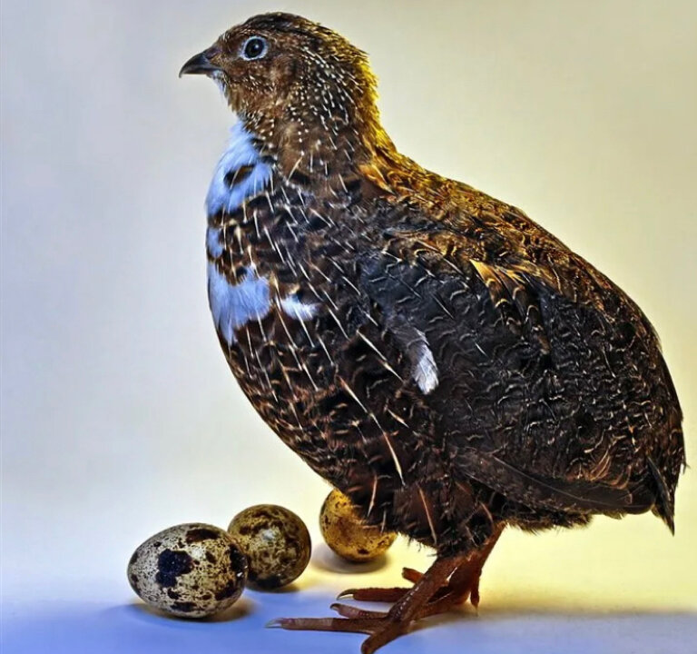 Kanatlı hayvan ürünleri ve yumurta Птицефабрика, Başkurdistan, foto