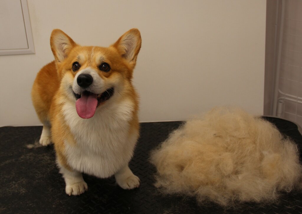 Evcil hayvan kuaförleri Grooming salon Bubochka, Saint‑Petersburg, foto
