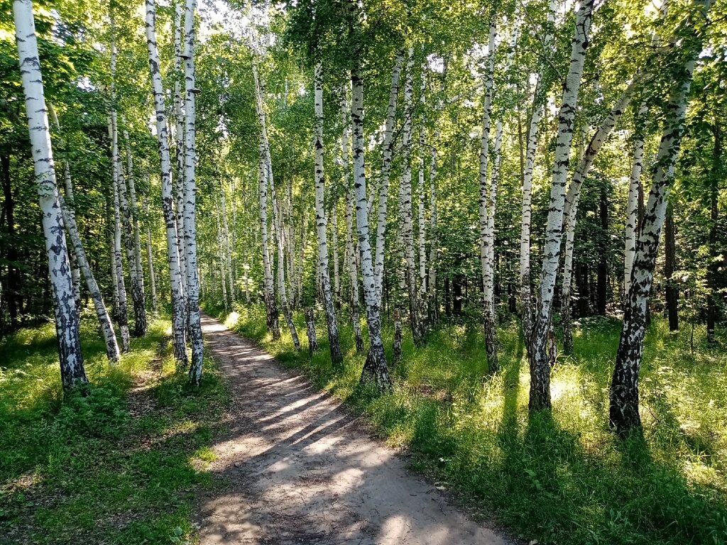 Orman Woodland, Saratov, foto