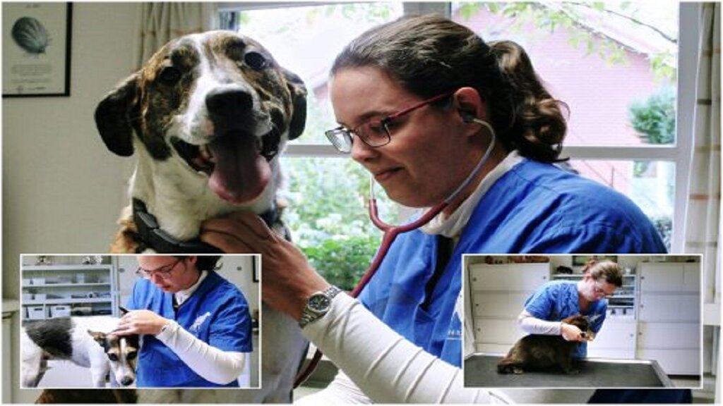 Veteriner klinikleri Dierenarts Lerinckx Laura, Flaman Brabant, foto
