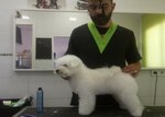 Zoofari Estilisme Caní (Comunidad Autónoma de Valenciana, Castellón, Almazora, Cementiri De Castelló De La Plana), evcil hayvan kuaförleri  Castellon de la Plana'dan