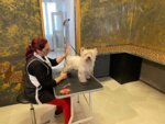 Shihtzu Toelettatura (Liguria, Provincia di Savona, Via Leonardo da Vinci, 11), petshop