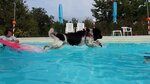 Animal Love (Lombardy, Provincia di Pavia, Voghera, Via Giacomo Matteotti), petshop  Voghera'dan