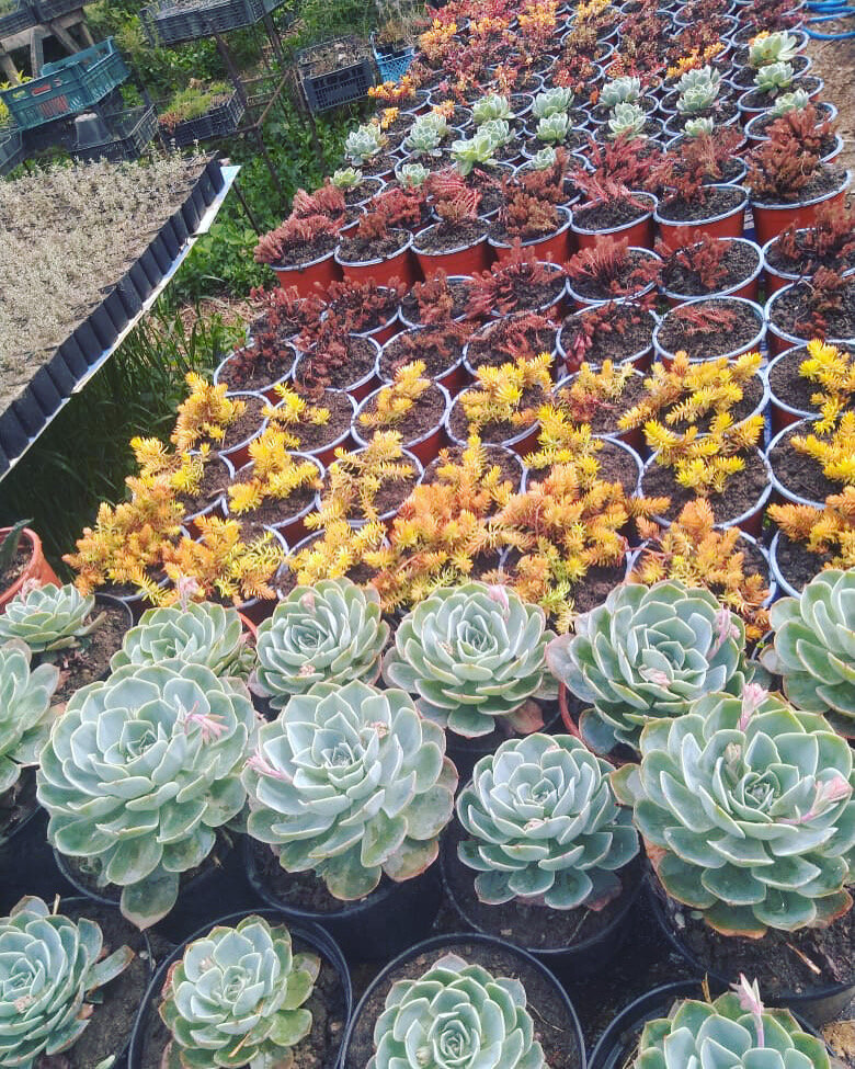 Fidan yetiştiriciliği Питомник растений, Krasnodarski krayı, foto