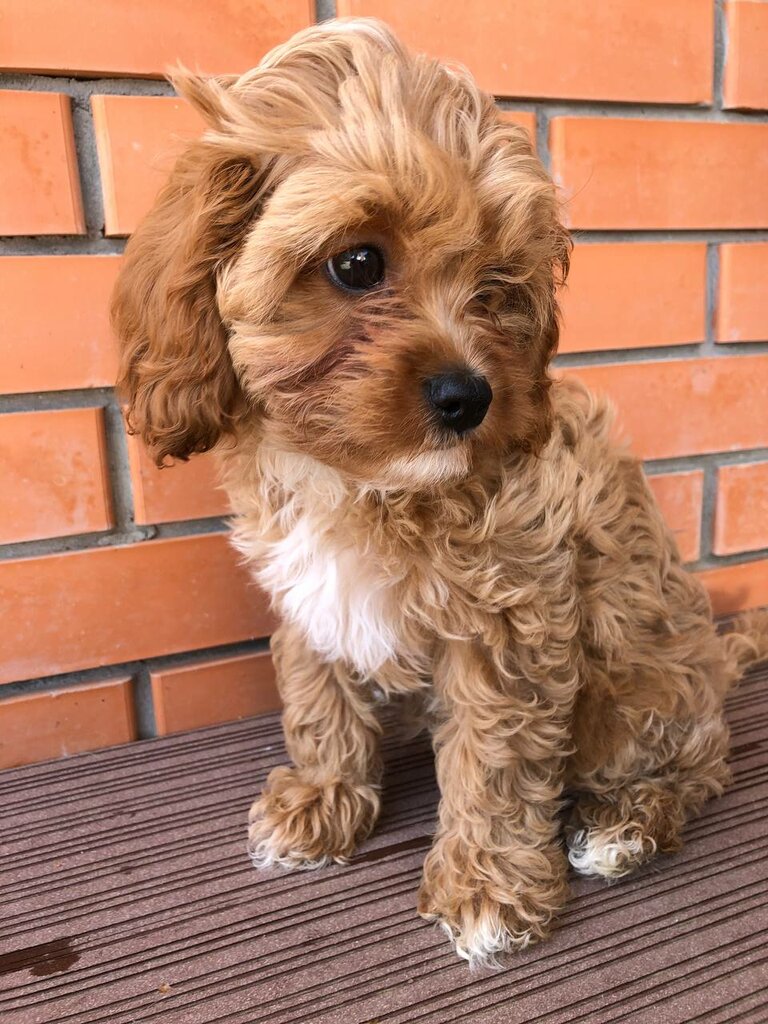 Evcil hayvan yetiştiricileri Maltipoo Baby & Puppy, Domodedovo, foto