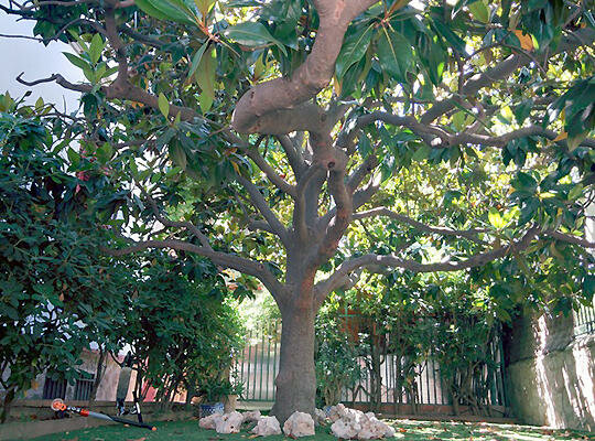 Özel okul Princess Margaret School, Barselona, foto