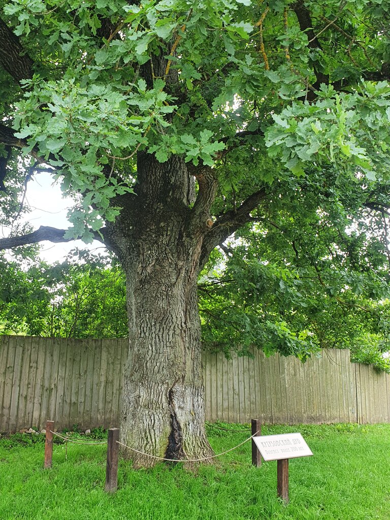 Doğa Кутузовский дуб, Kalujskaya oblastı, foto