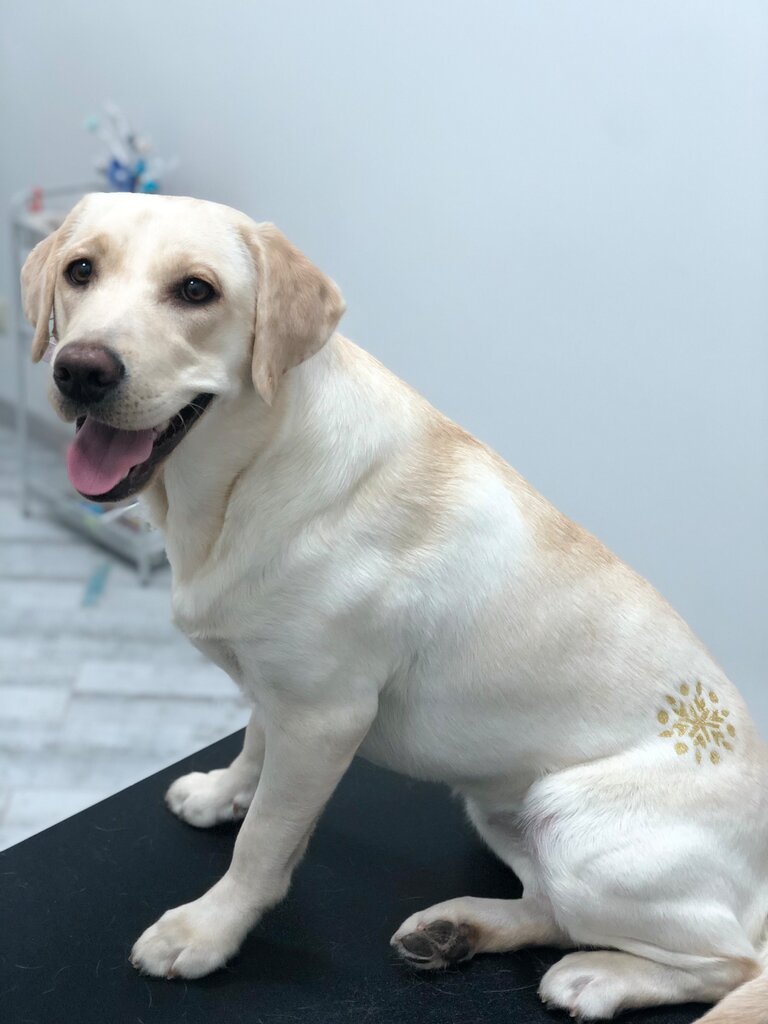 Evcil hayvan kuaförleri Jessica, Vidnoye, foto