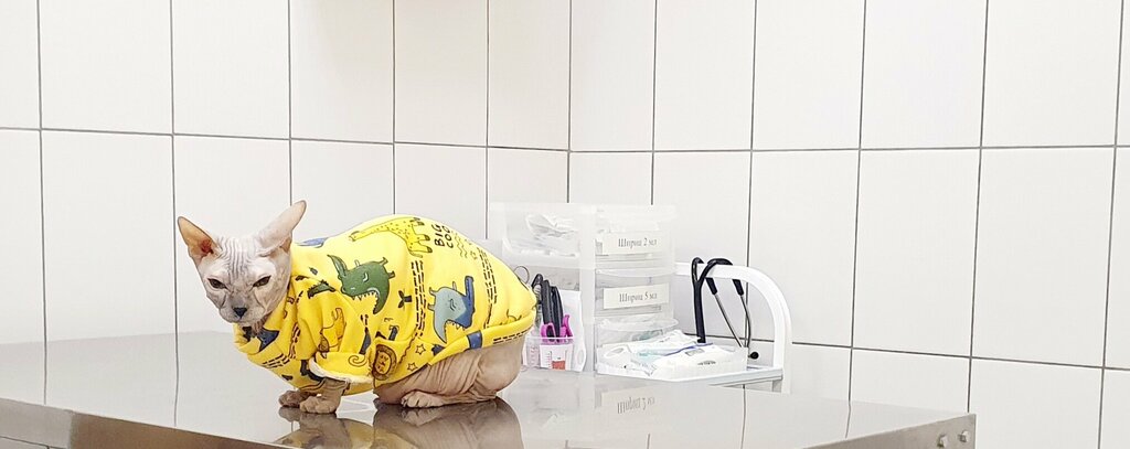 Veteriner klinikleri SheilaVet, Moskova, foto