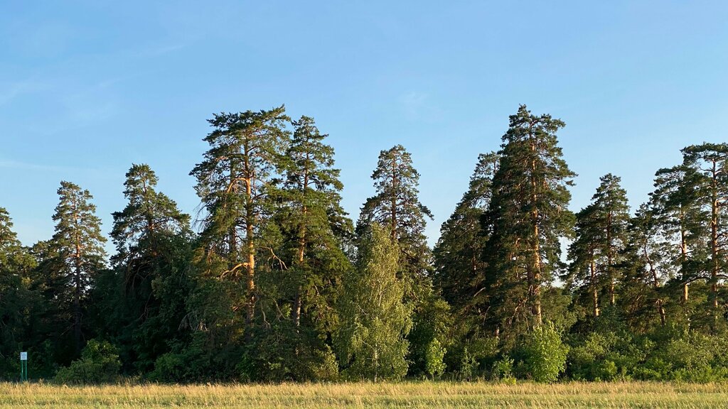 Doğa Лисьеполянские реликтовые сосны, Orenburgskaya oblastı, foto