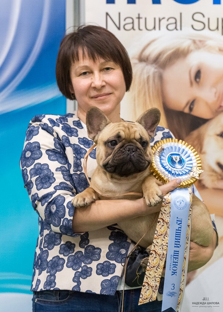 Evcil hayvan yetiştiricileri Vyazemskii Angel-Hranitel. kennel. french. bulldog, Viazma, foto
