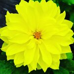 Pitomnik cvetov (No:1, Fillipovskiye teplitsy, derevnya Filippovskoye), fidan yetiştiriciliği  Moskova ve Moskovskaya oblastından