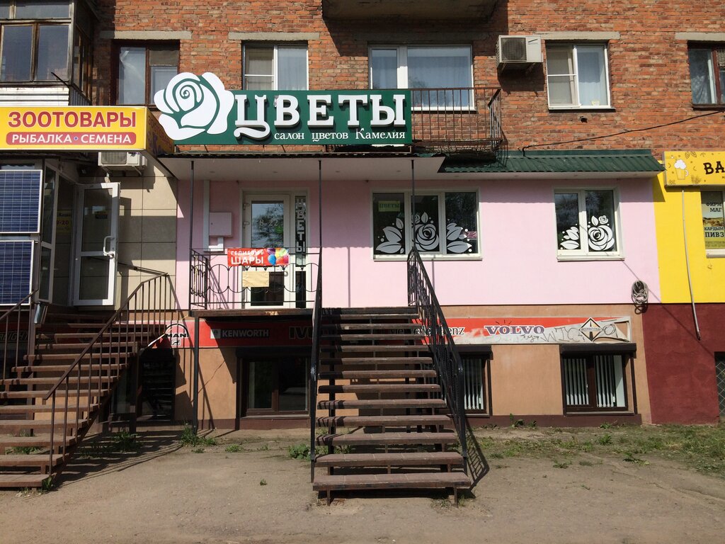 Tohum satan yerler Камелия, Smolensk, foto