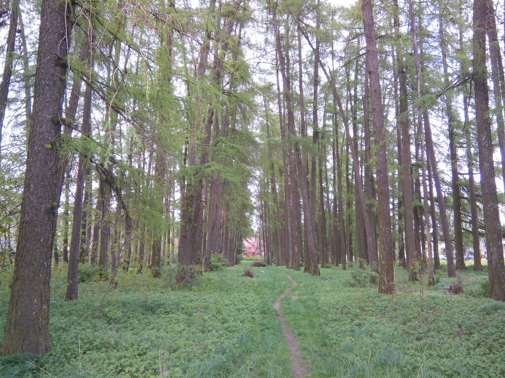 Doğa Лиственничная роща, Saint‑Petersburg ve Leningradskaya oblastı, foto