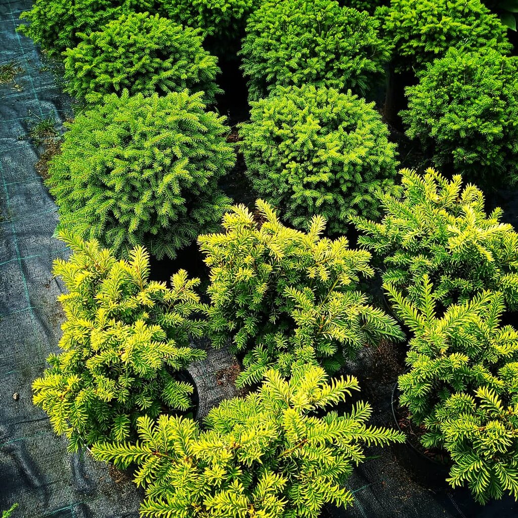 Sera ve bahçe ürünleri Питомник декоративных растений Дягли, Brestskaya oblastı, foto