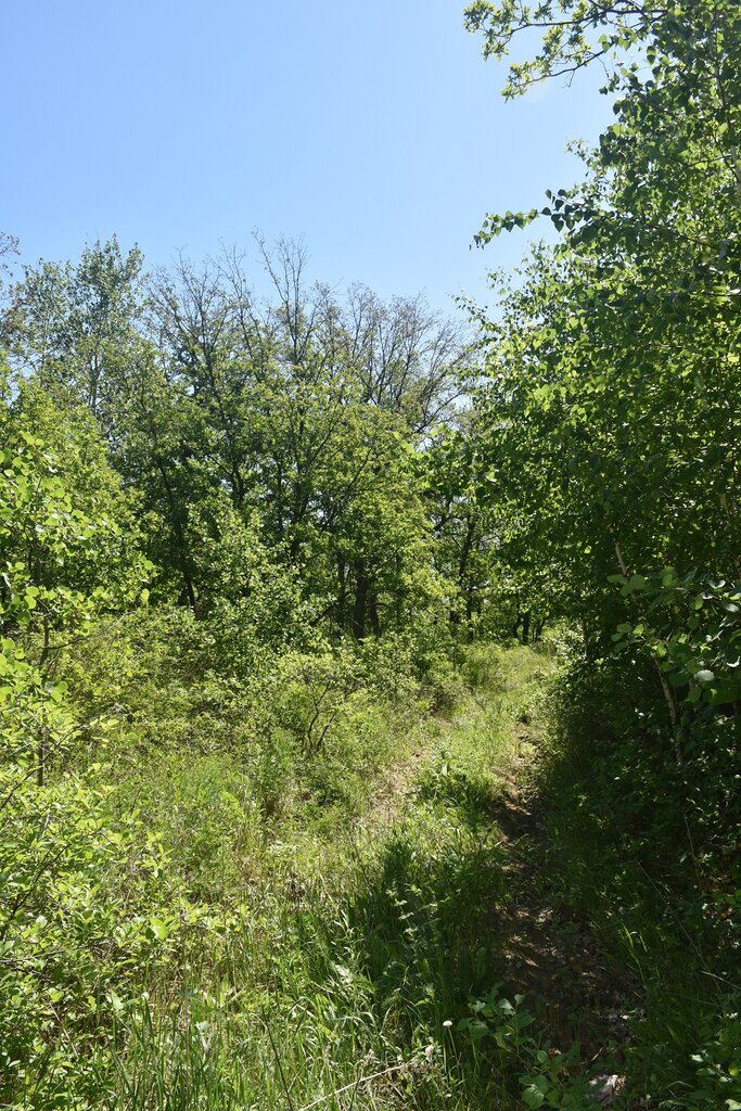 Doğa Шулаевские леса, Orenburgskaya oblastı, foto