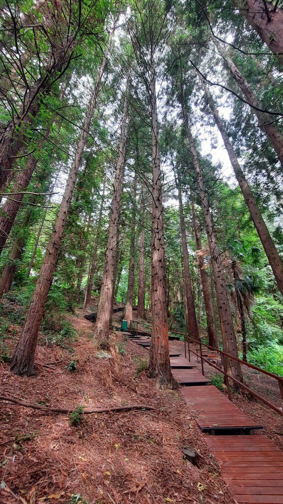 Orman Sequoia Grove, Soçi, foto