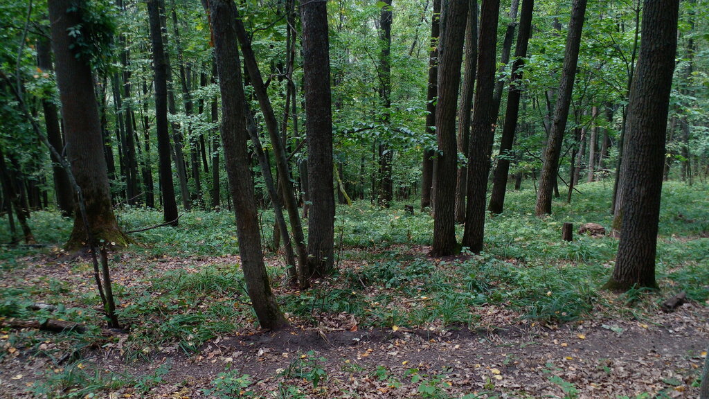 Orman Ходов лес, Lipetskaya oblastı, foto