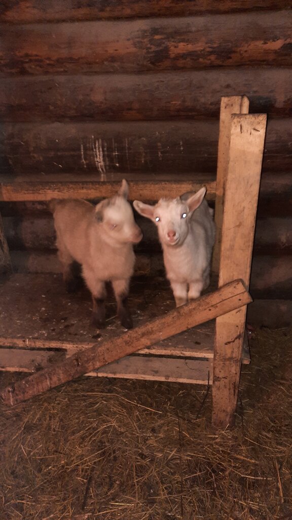 Gıda üreticileri Kolkhoz Ural, Sverdlovskaya oblastı, foto