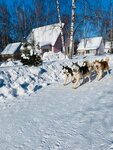 Plemennoy pitomnik Ice-dog (Kostromskoy rayon, Samsonovskoye selskoye poseleniye, derevnya Oblomikhino), evcil hayvan yetiştiricileri  Kostromskaya oblastından
