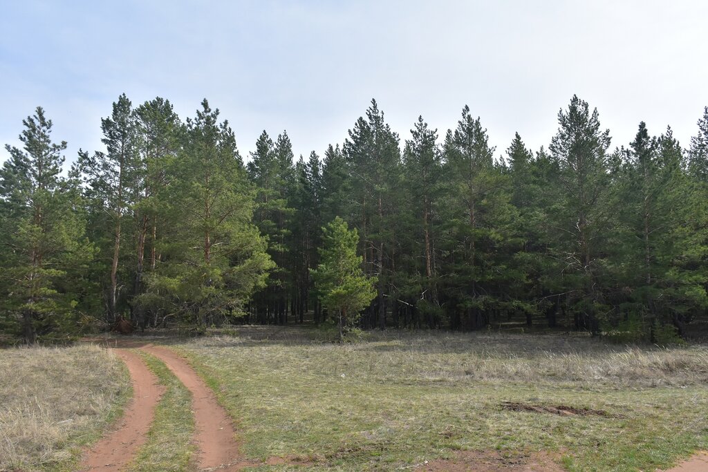 Doğa Сосновый бор, Orenburgskaya oblastı, foto