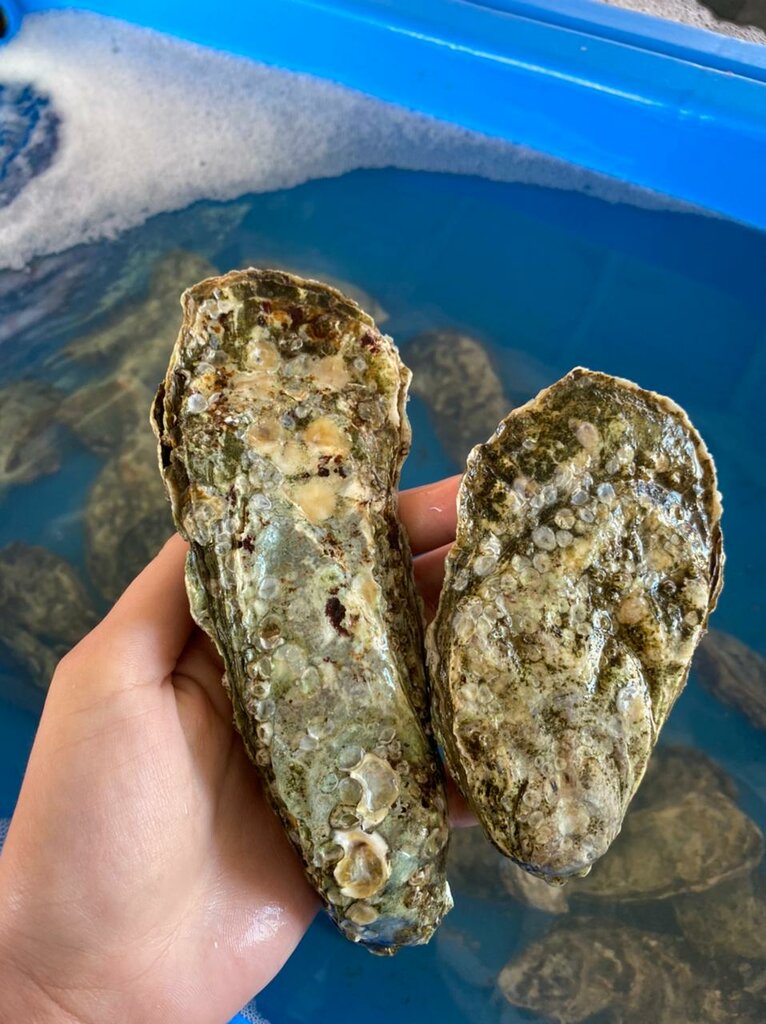 Balık ve deniz ürünleri Устрицы и мидии, Yevpatorya, foto