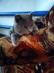 Varnenskaya rayonnaya veterinarnaya stantsiya po borbe s boleznyami zhivotnykh (Dorozhnaya ulitsa No:41А, selo Varna), gıda denetimi laboratuvarı  Çeliabinskaya oblastından