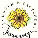 Цветы Гелиантус (Pobedy Street No:7Б), çiçekçiler  Chernyahovsk'tan