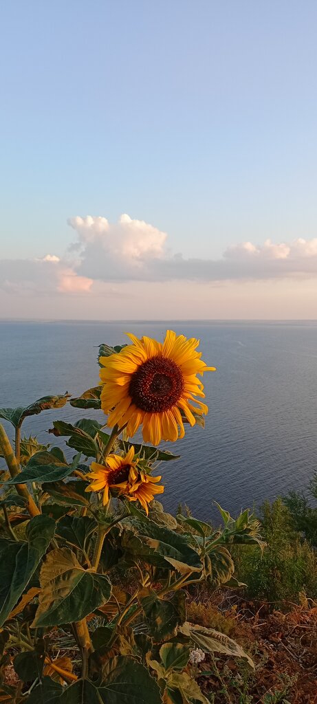 Bahçecilik dernekleri ve kuruluşları Солнечная поляна - 2, Ulyanovskaya oblastı, foto