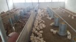 Azienda Agricola La Chioccia (Calabria, Cosenza, Amantea, Campora San Giovanni), tarım makineleri, ekipmanlar  Calabria'dan