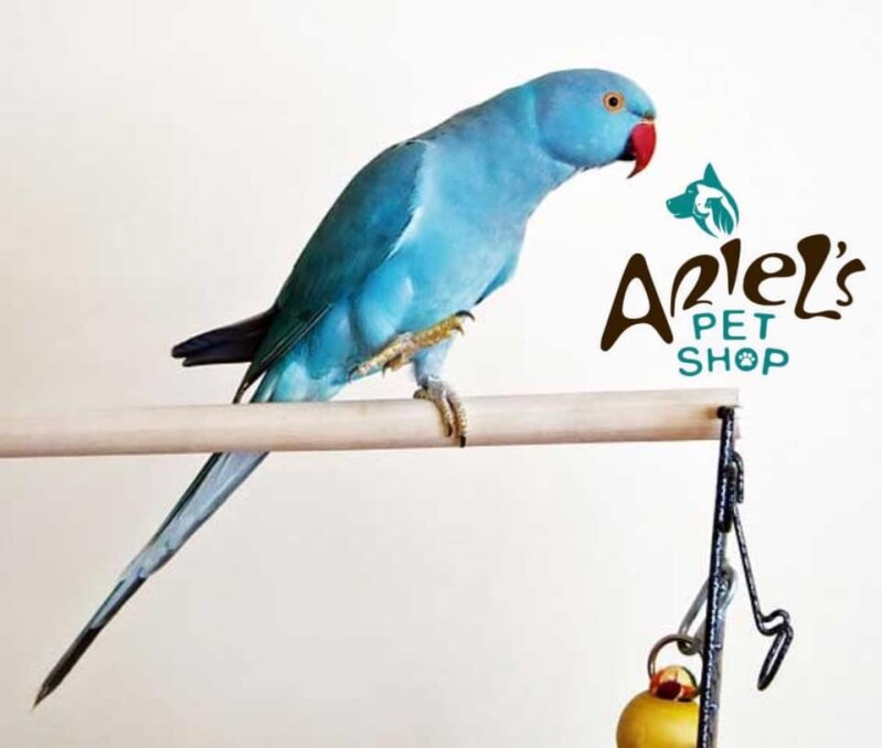 Petshop Ariel's pet shop, , foto