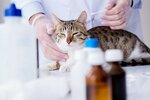 Ambulatorio Veterinario San Lazzaro (Emilia-Romagna, Bologna, San Lazzaro di Savena, Via Risorgimento, 21), veteriner klinikleri  Emilia‑Romagna'dan
