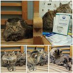 Clinica Veterinaria Manfroni dott Gianfranco (Marche, Pesaro e Urbino, Via Arturo Toscanini, 15), petshop  Pesaro'dan