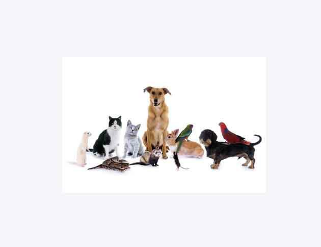 Veteriner klinikleri Clinica Veterinari San Tommaso, Abruzzo, foto