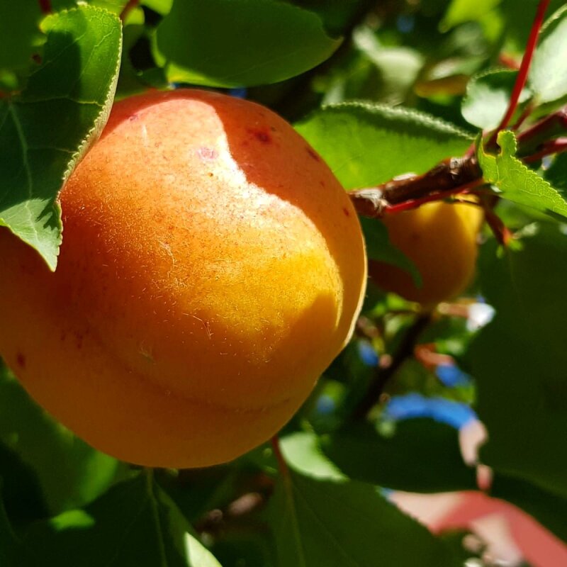 Tarım ürünleri firmaları Roan Societa Agricola Produzione Biologica, Campania, foto