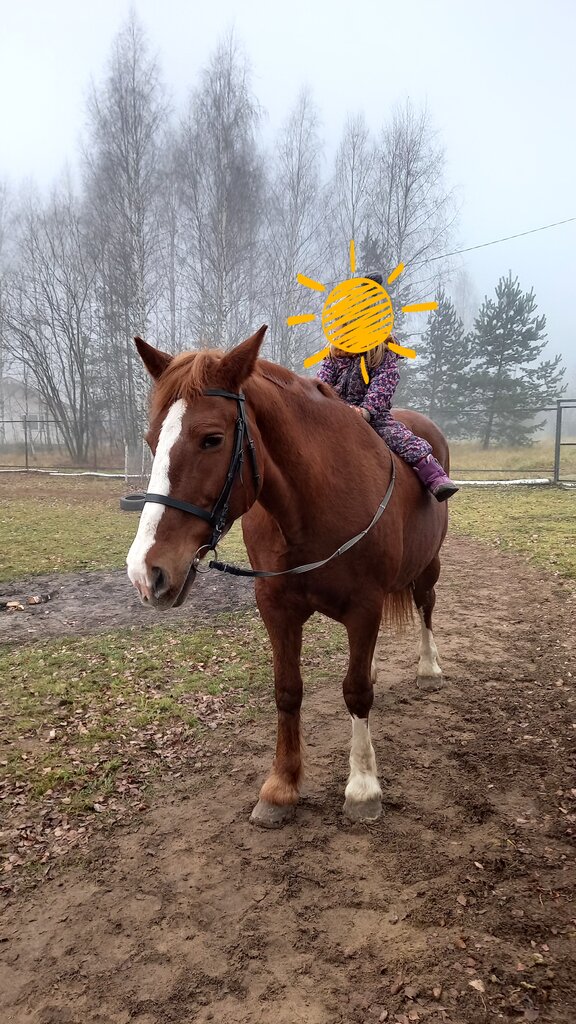 At ve binicilik kulüpleri Striking Sparks, Vladimirskaya oblastı, foto