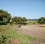 Конюшня гостинично-ресторанного комплекса Золотой Город (Tula Region, Venyovskiy rayon, selskoye poseleniye Gritsovskoye, selo Petropavlovskoye), at ve binicilik kulüpleri  Tulskaya oblastından