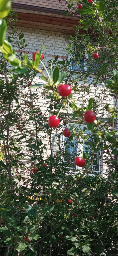 Pansiyonlar, hosteller Marsu International, Yoshkar‑Ola, foto