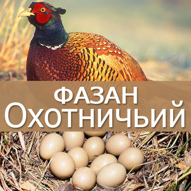 Tarım ürünleri firmaları Фазанья балка, Rostovskaya oblastı, foto