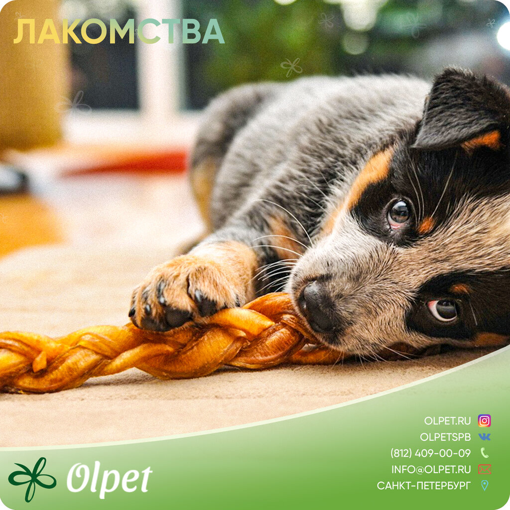 Petshop Olpet, Karelya, foto