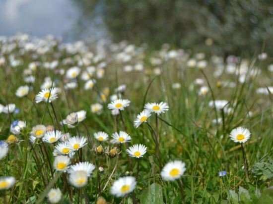 Otel Agriturismo La Querce, , foto