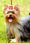 Businka (ulitsa Pushkina No:1, rabochiy posyolok Bolshoye Kozino), evcil hayvan yetiştiricileri  Nijegorodskaya oblastından