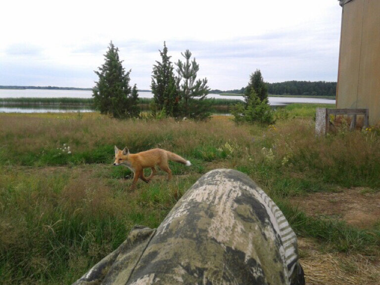 Resort oteller, tesisler Остров Спасения, Pskovskaya oblastı, foto