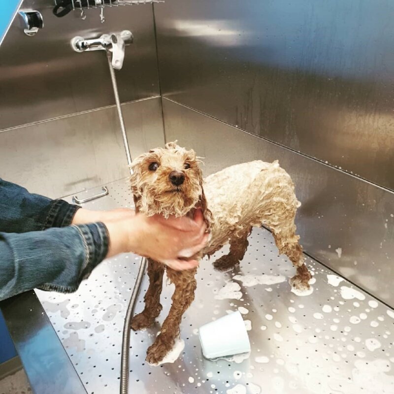 Petshop Zampa! Dog wash & Pet Service, Marche, foto
