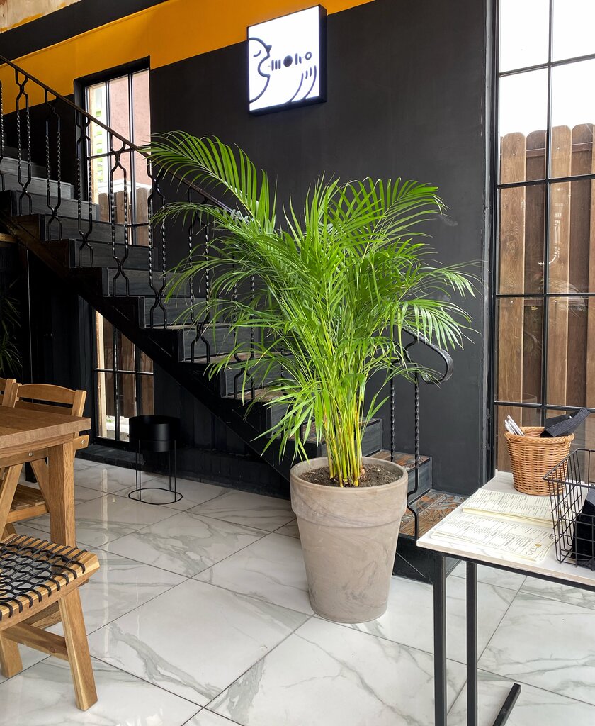 Restoran MOhO, Anapa, foto