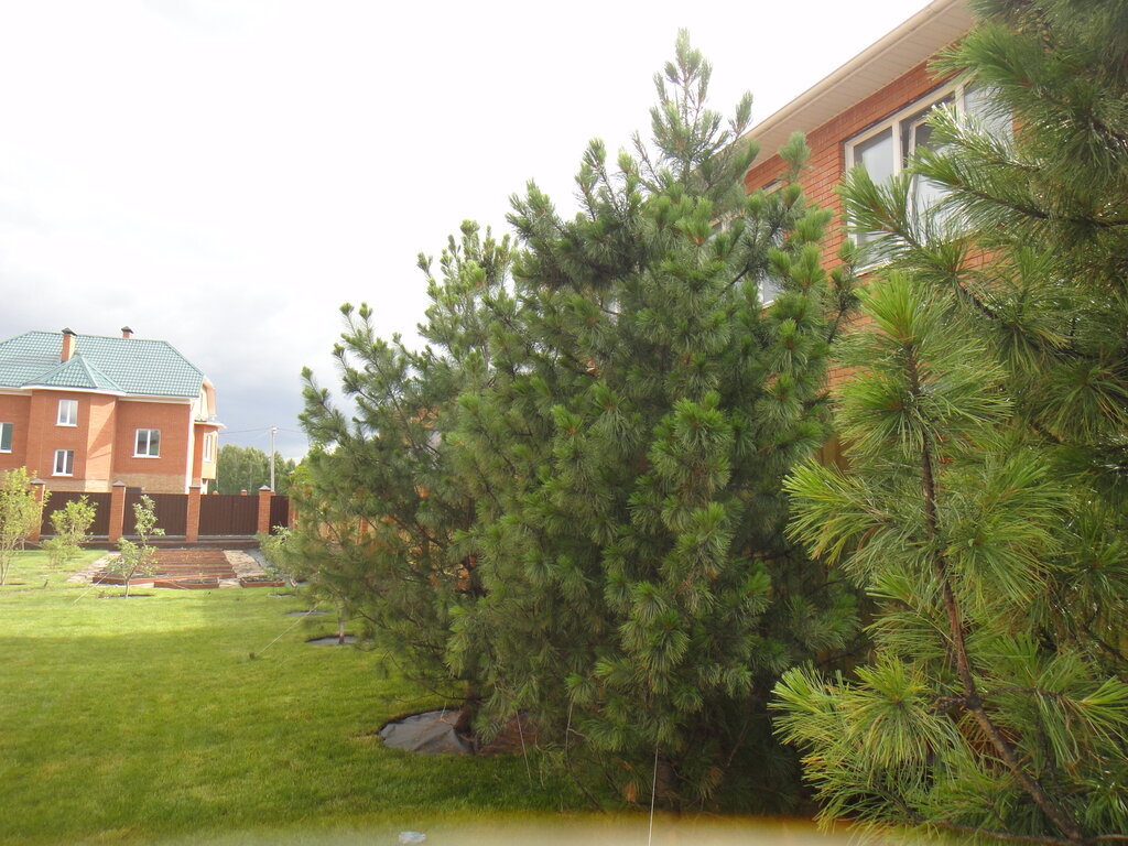 Peyzaj tasarımı Сибирский кедр, Kemerovo, foto