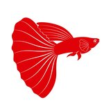 Moscow Guppy (MKAD, 14th kilometre No:23, Moscow), balık çiftçiliği ve toptancıları  Moskova'dan