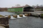 Рыборазводный завод Курильский (Rybovodnaya ulitsa No:2А, posyolok Ryborazvodny Zavod Kurilskiy), balık çiftçiliği ve toptancıları  Sahalin Bölgesi'nden