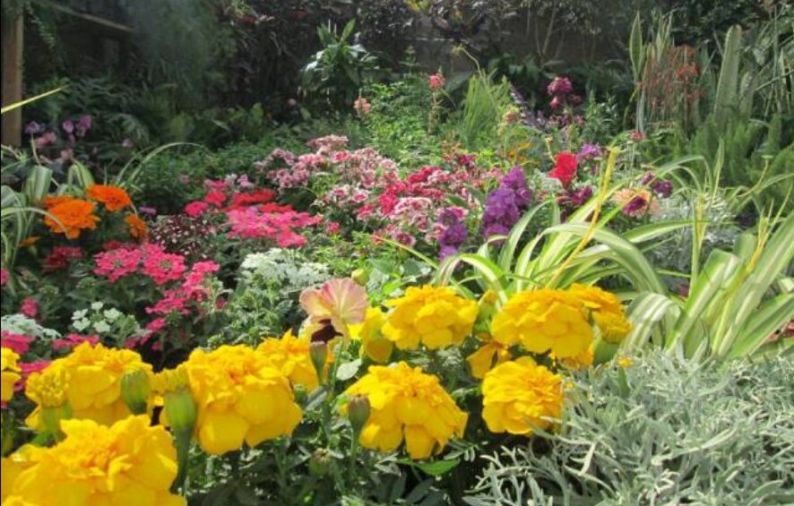 Peyzaj tasarımı Max Grass - Jardinería, Lima Bölgesi, foto
