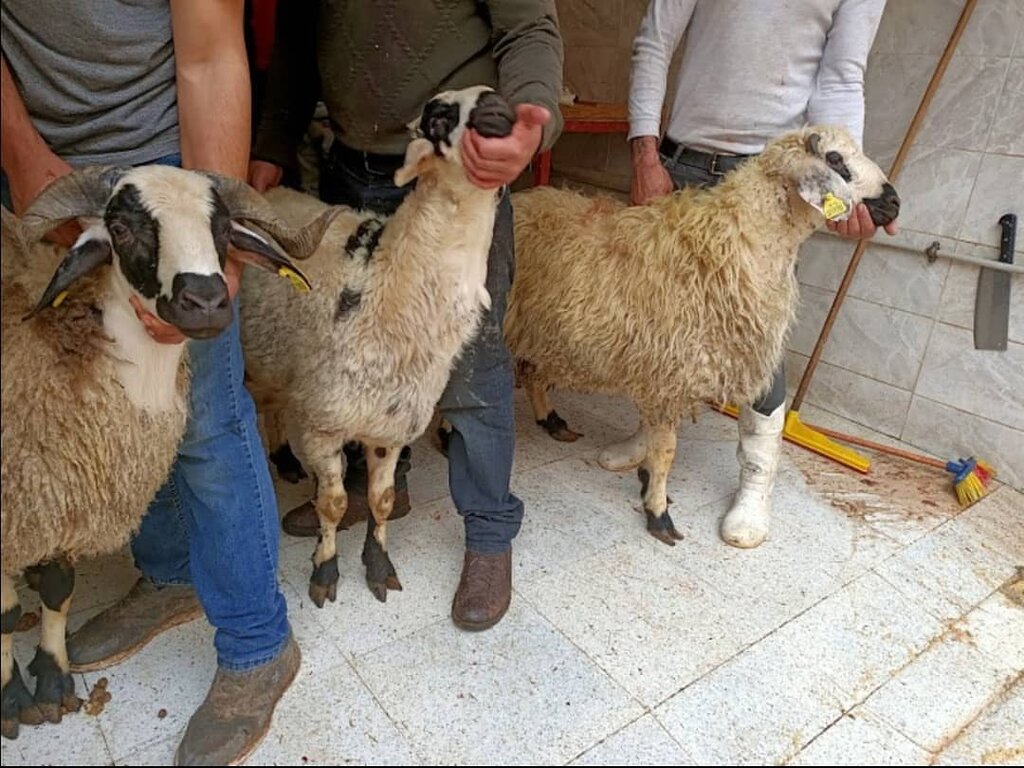 Hayvancılık Sinanlı Besicilik, Gaziantep, foto